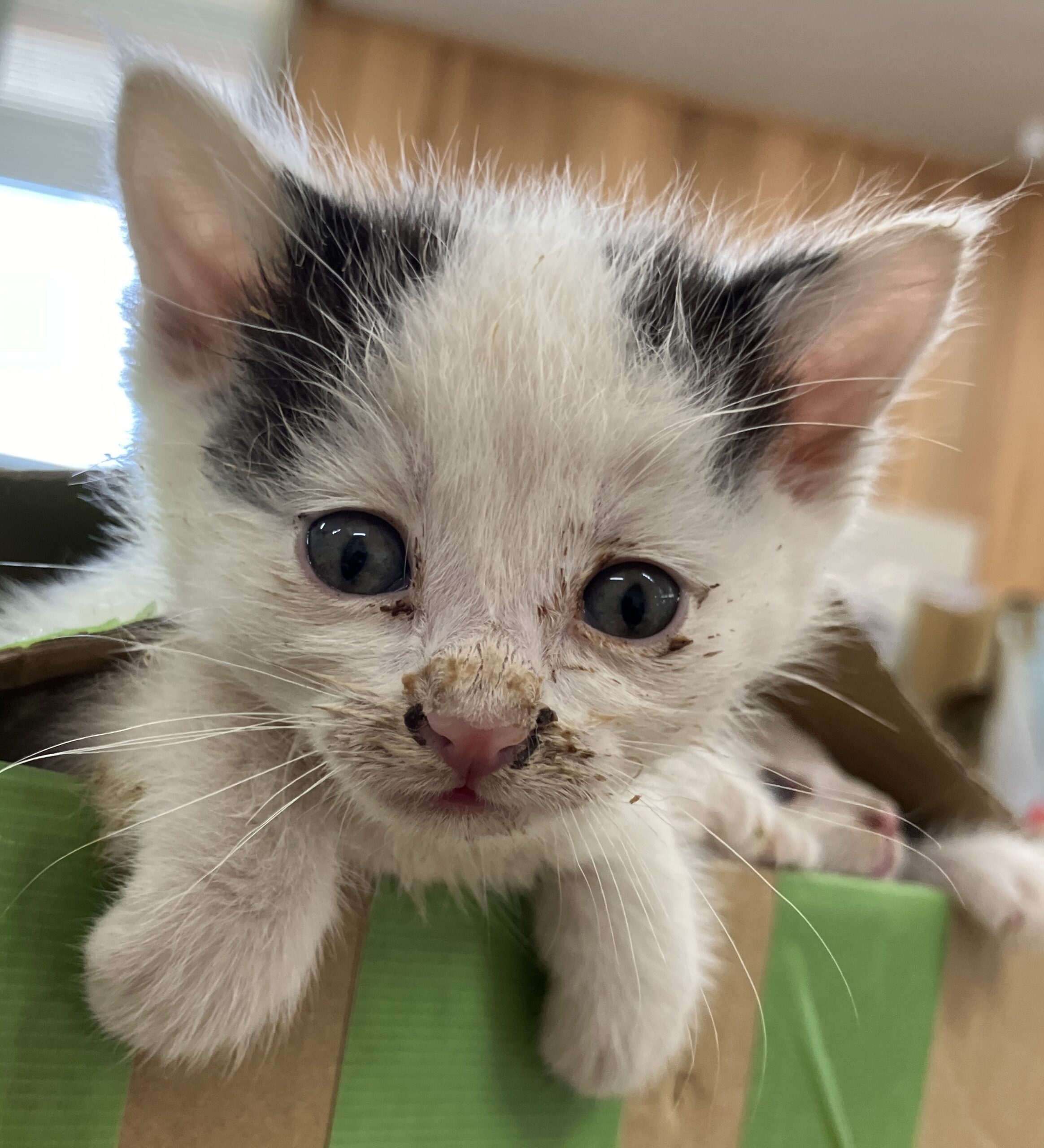 譲渡できる動物 アーカイブ - ふくい動物愛護管理支援センター協会