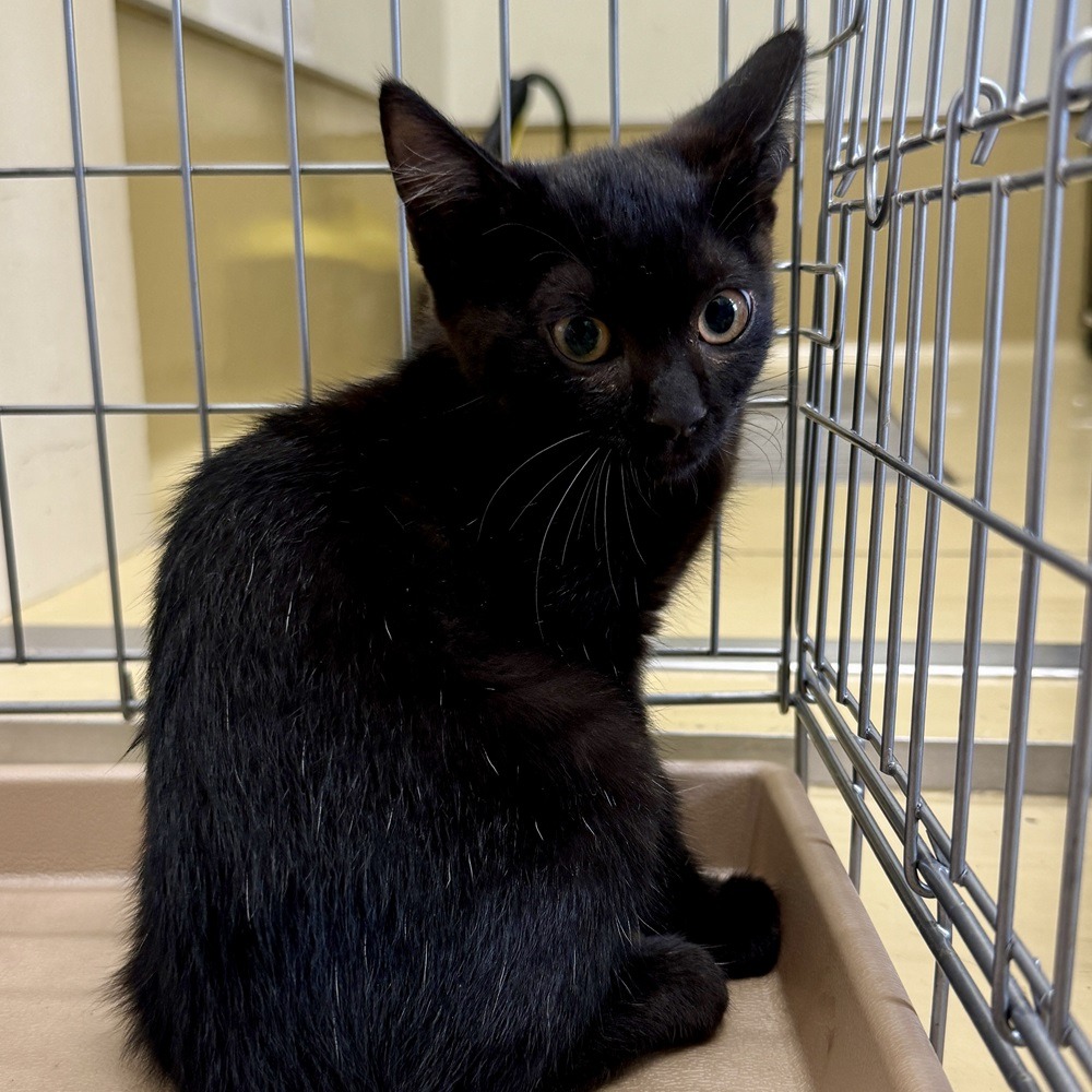 譲渡できる動物 アーカイブ - ふくい動物愛護管理支援センター協会