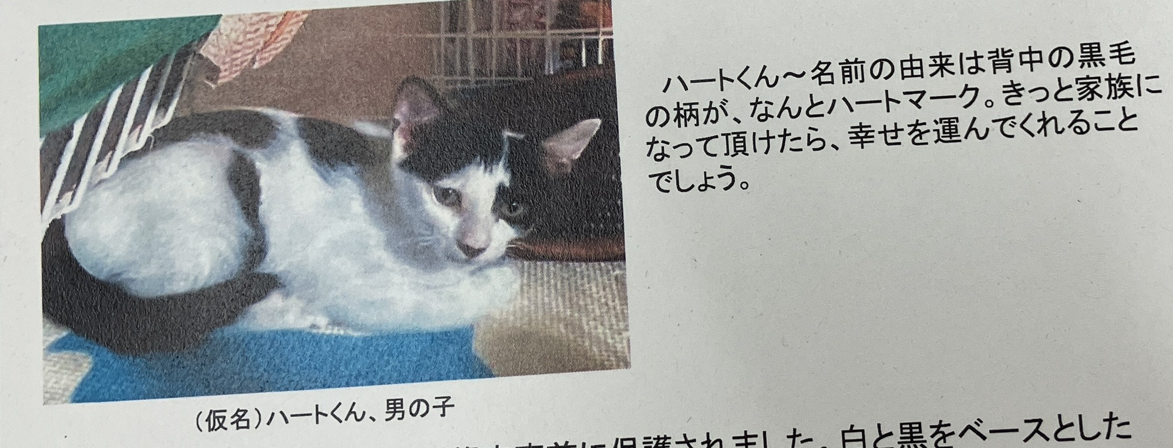 情報掲載の動物 アーカイブ - ふくい動物愛護管理支援センター協会