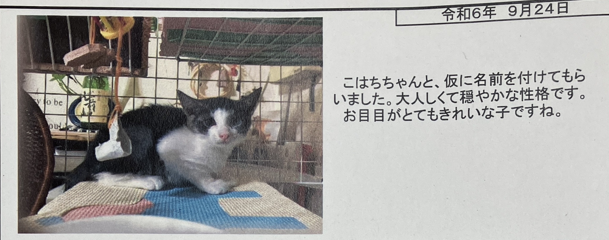情報掲載の動物 アーカイブ - ふくい動物愛護管理支援センター協会