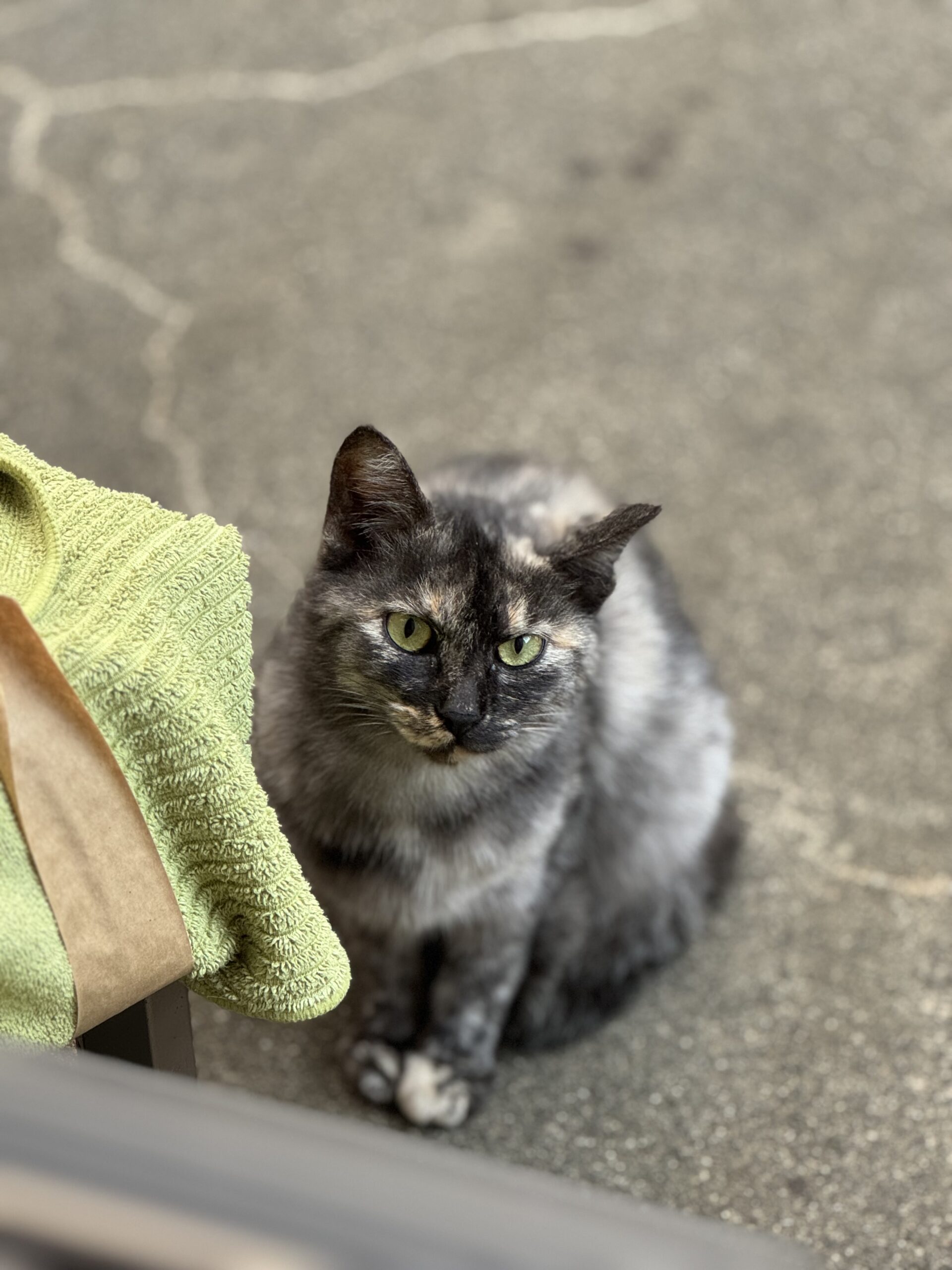 情報掲載の動物 – ページ 2 – ふくい動物愛護管理支援センター協会