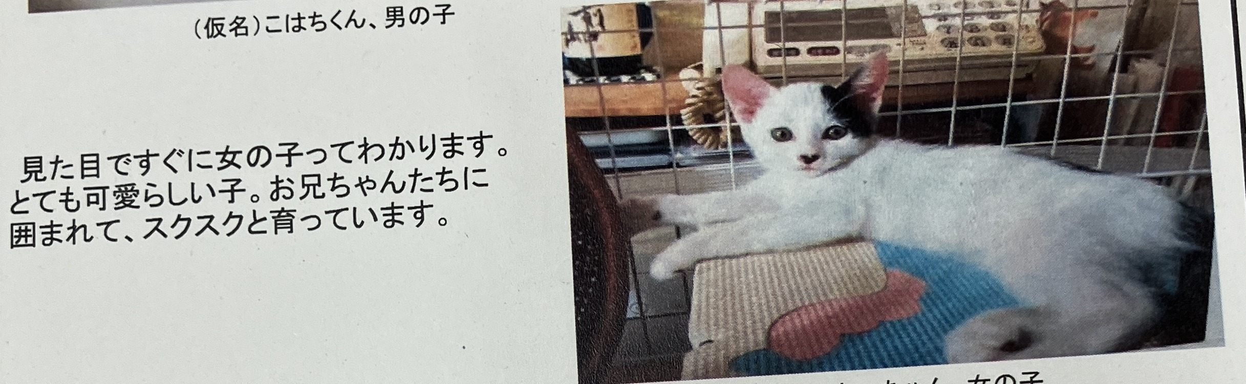 情報掲載の動物 アーカイブ - ふくい動物愛護管理支援センター協会