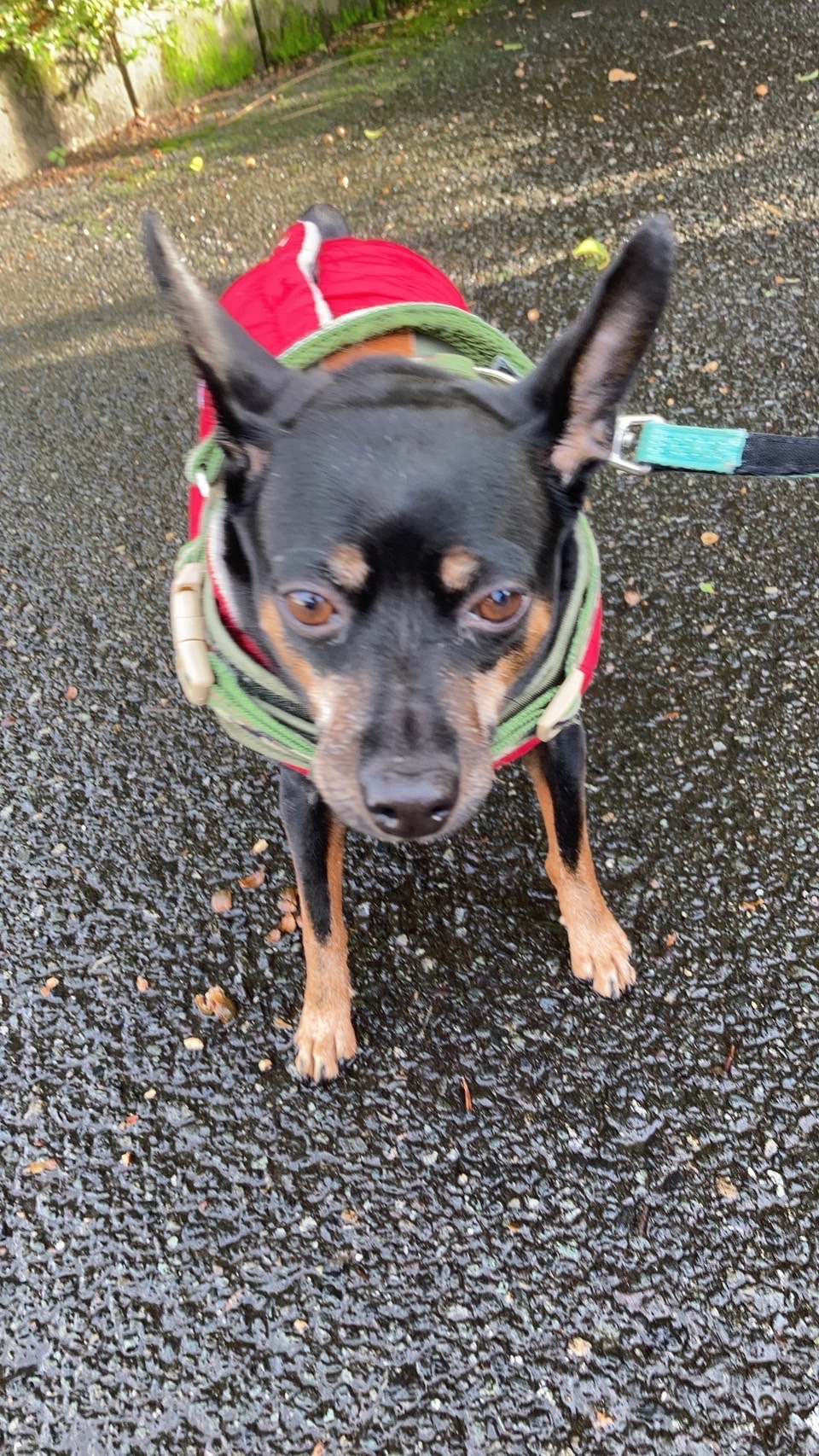 情報掲載の動物 – ふくい動物愛護管理支援センター協会