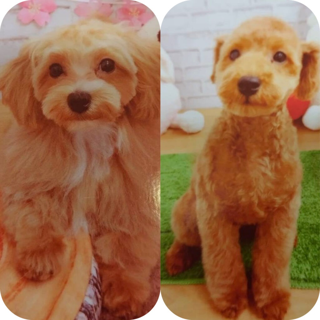 No.7R-10-30 - ふくい動物愛護管理支援センター協会